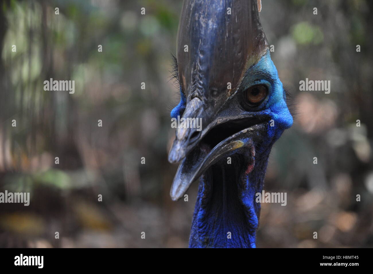 Detail of Cassowary Bird Stock Photo - Alamy