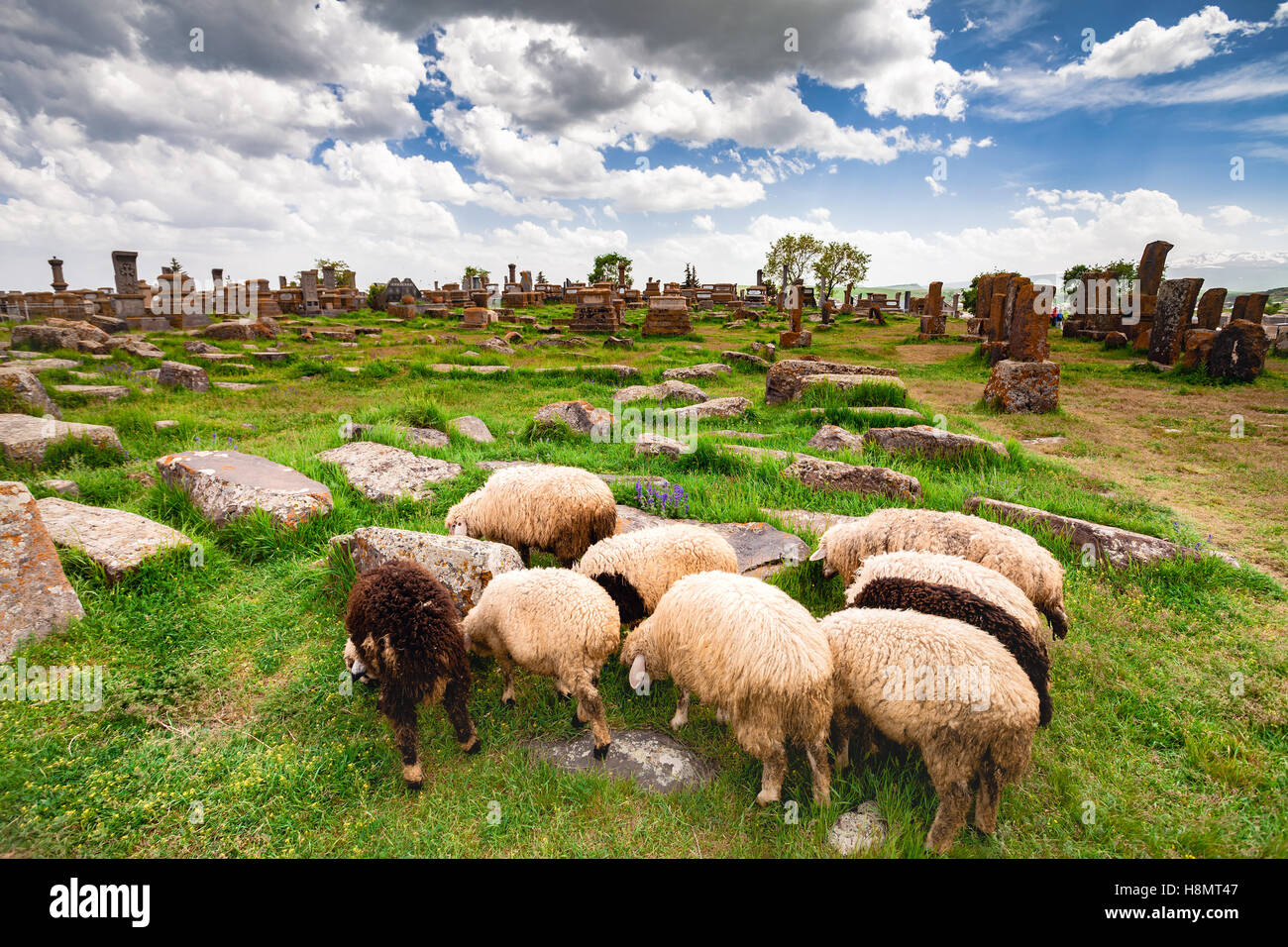 Ancient herd sheep hi-res stock photography and images - Alamy