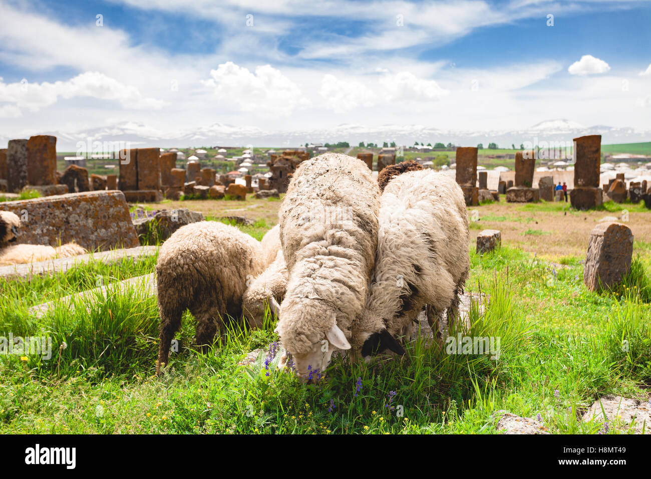 Ancient herd sheep hi-res stock photography and images - Alamy