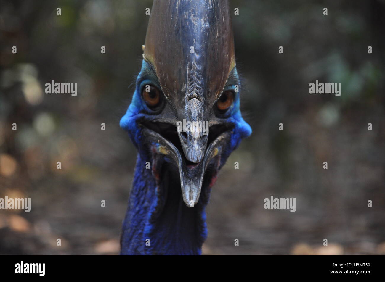 Detail of Cassowary Bird Stock Photo - Alamy