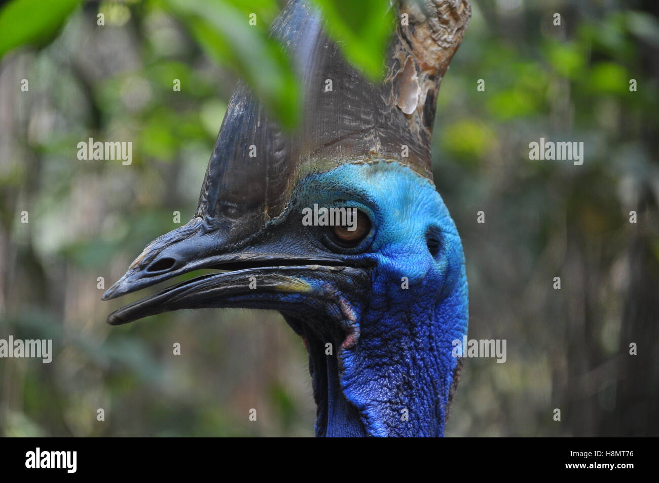 Detail of Cassowary Bird Stock Photo - Alamy