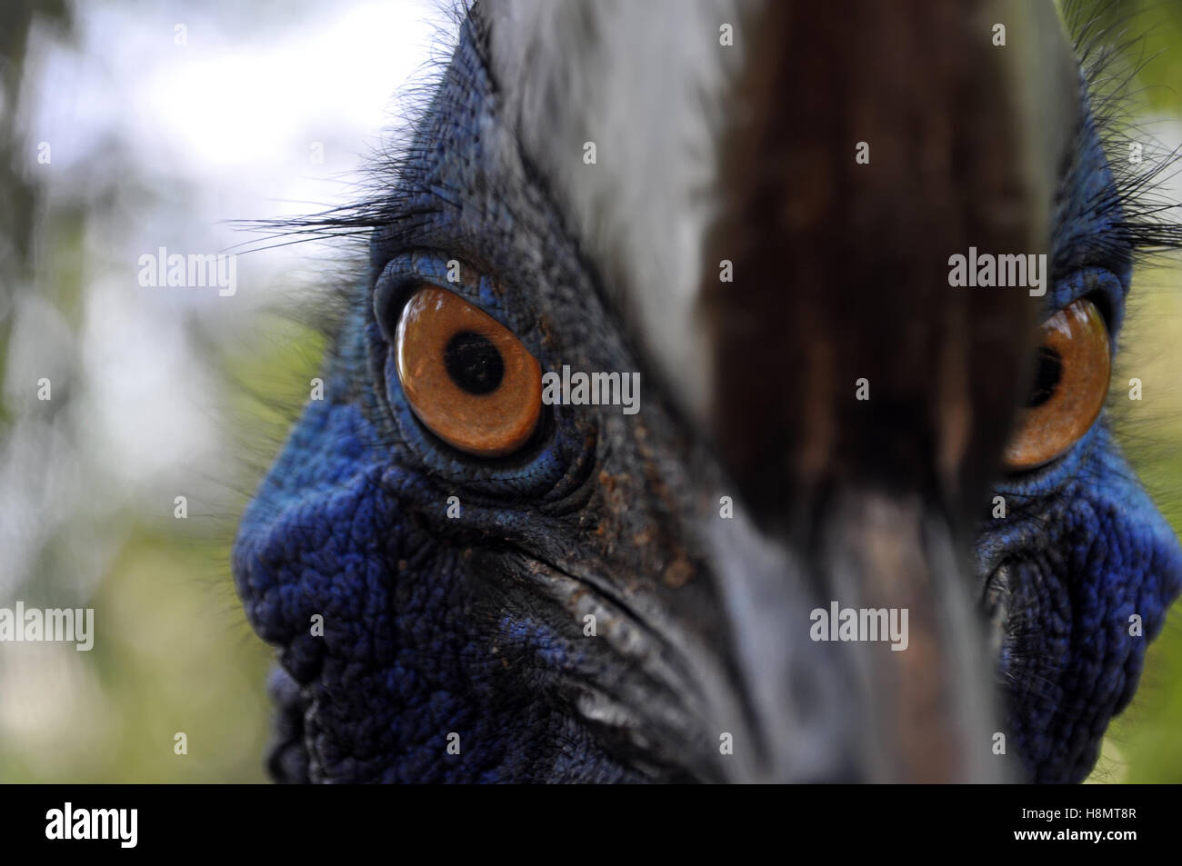 Detail of Cassowary Bird Stock Photo - Alamy