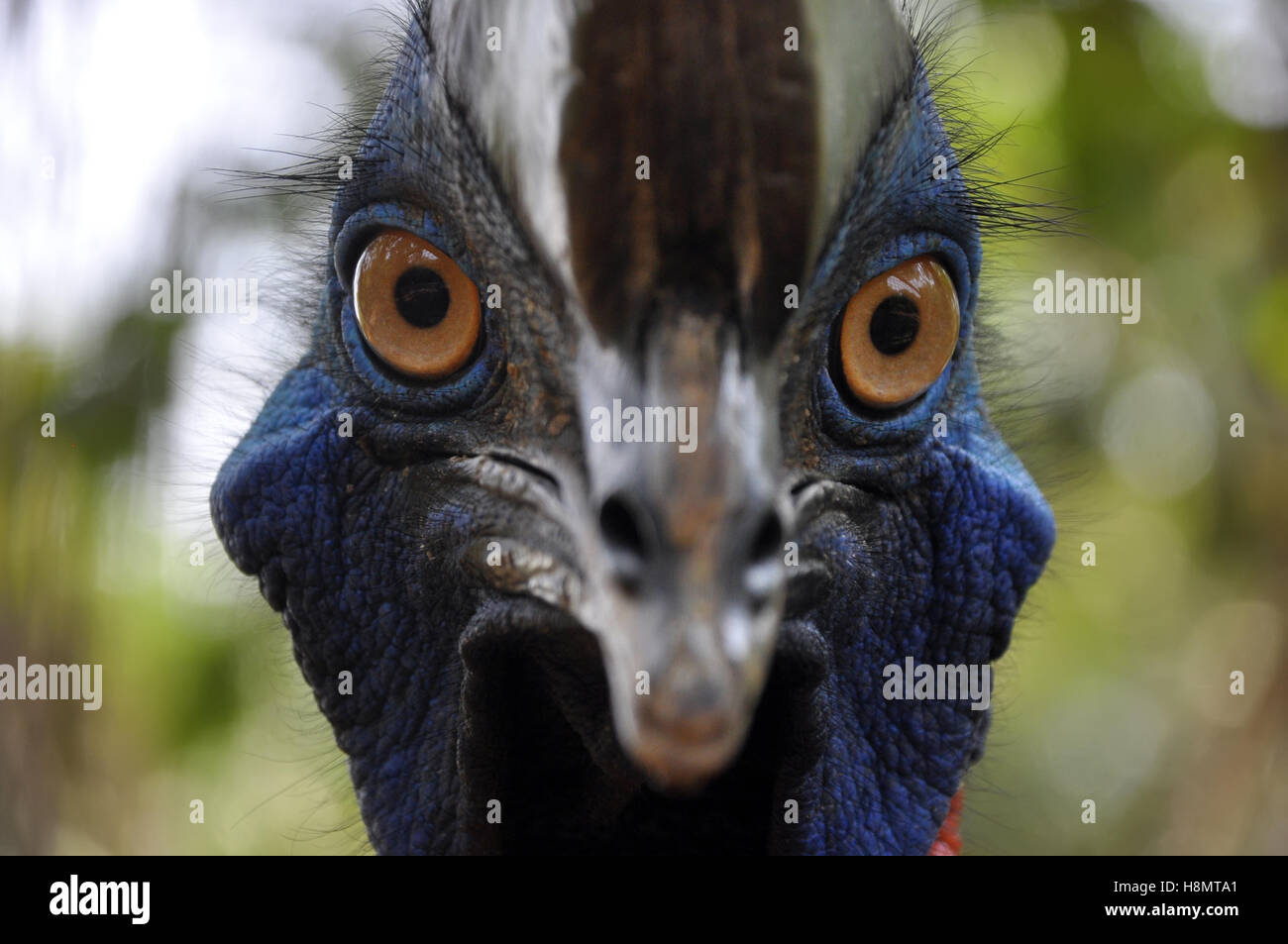 Detail of Cassowary Bird Stock Photo - Alamy