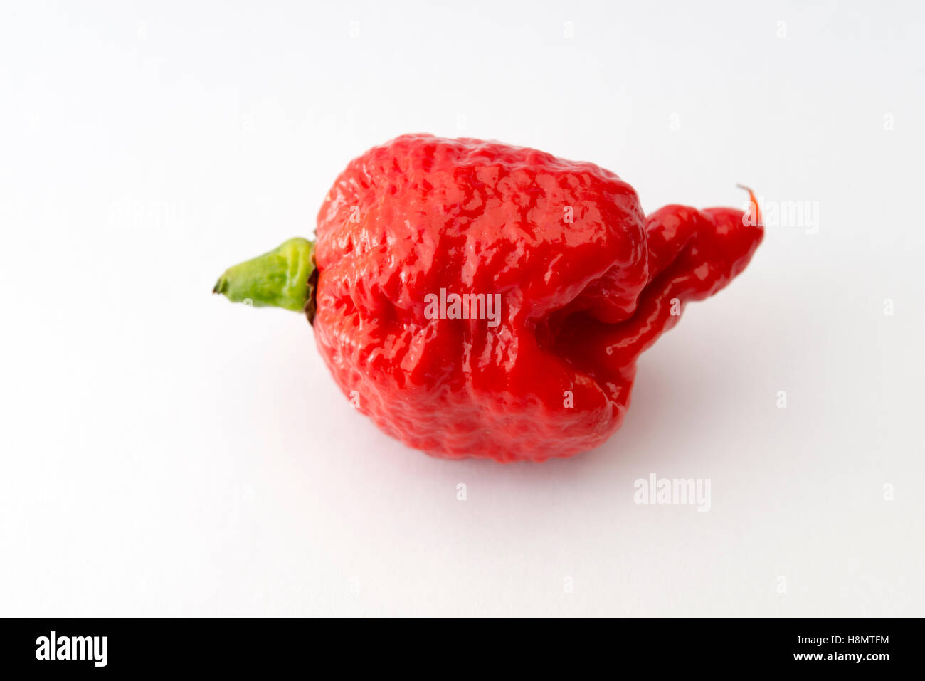 A Trindad Moruga Scorpion Chilli pepper, one of the hottest chillies in ...