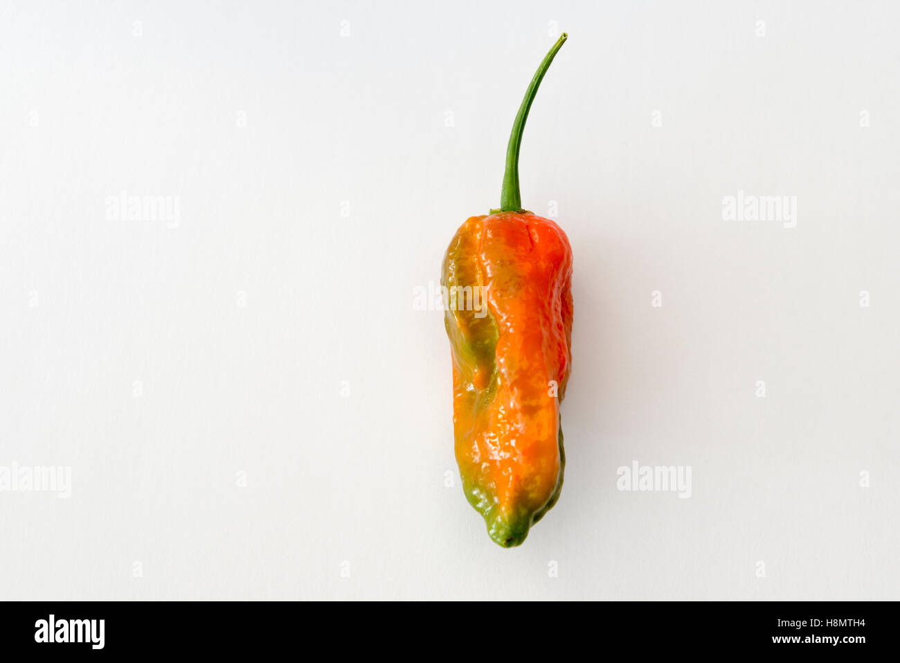 A red and green Norfolk Naga or Naga Jolokia chilli peppers on a white ...