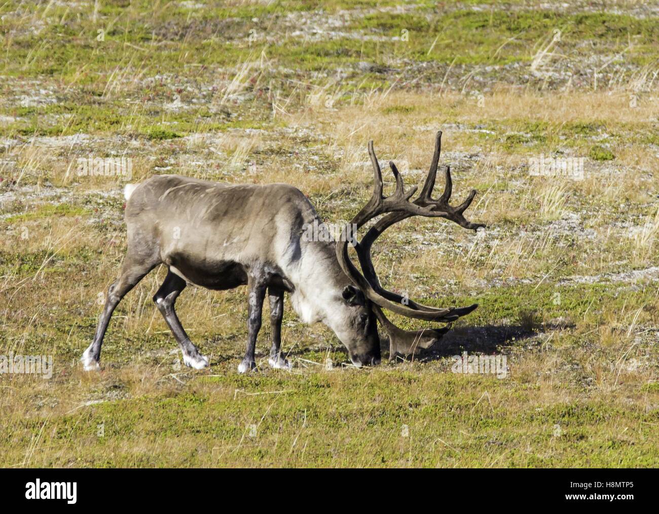Reindeer on Varanger peninsula, august 2016 | usage worldwide Stock ...