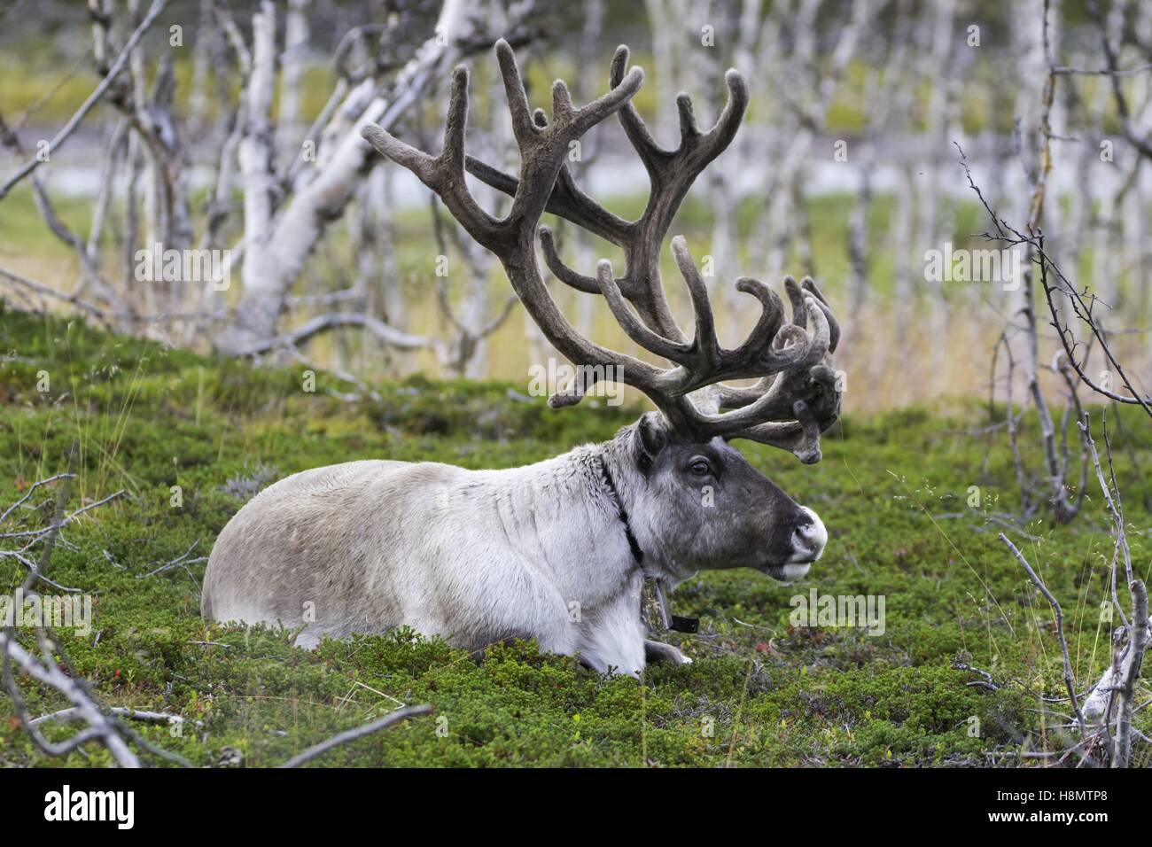 Reindeer marking hi-res stock photography and images - Alamy