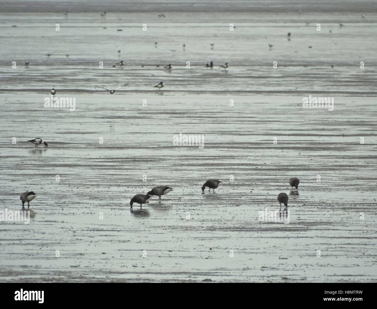 birds in tidal sea, october 2016 | usage worldwide Stock Photo - Alamy