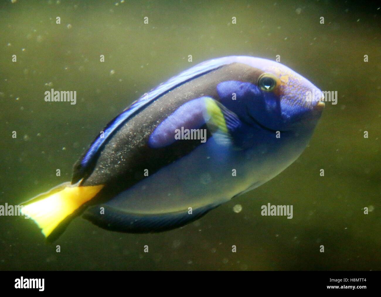 Ein Paletten-Doktorfisch schwimmt am 30.09.2016 in einem Aquarium im ...