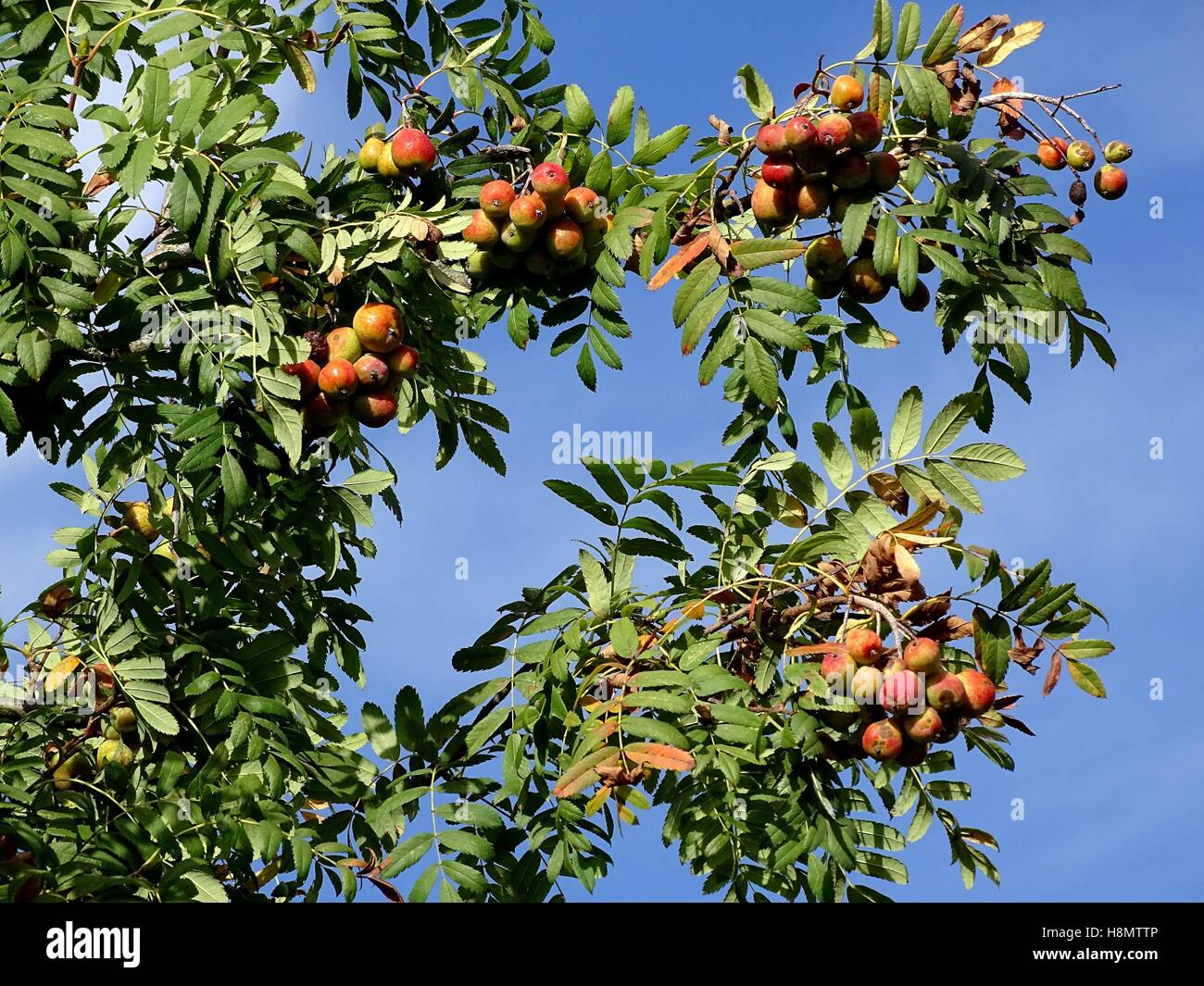The Speierling Tree Top with Fruits Photo 09/29/2016 lat. Sorbus ...