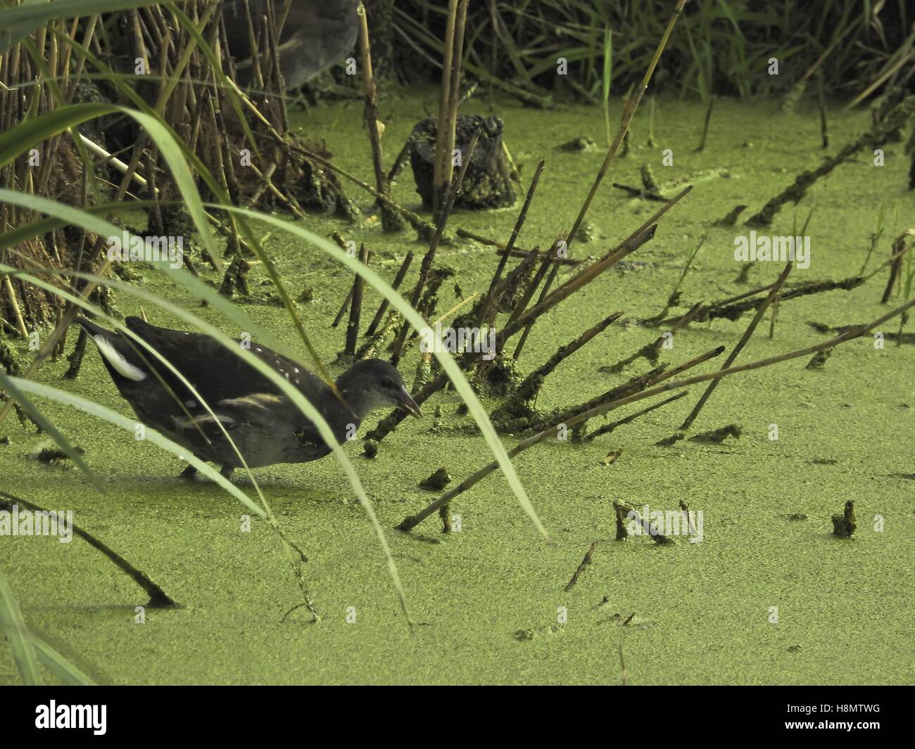 Common duckweed plants hi-res stock photography and images - Alamy
