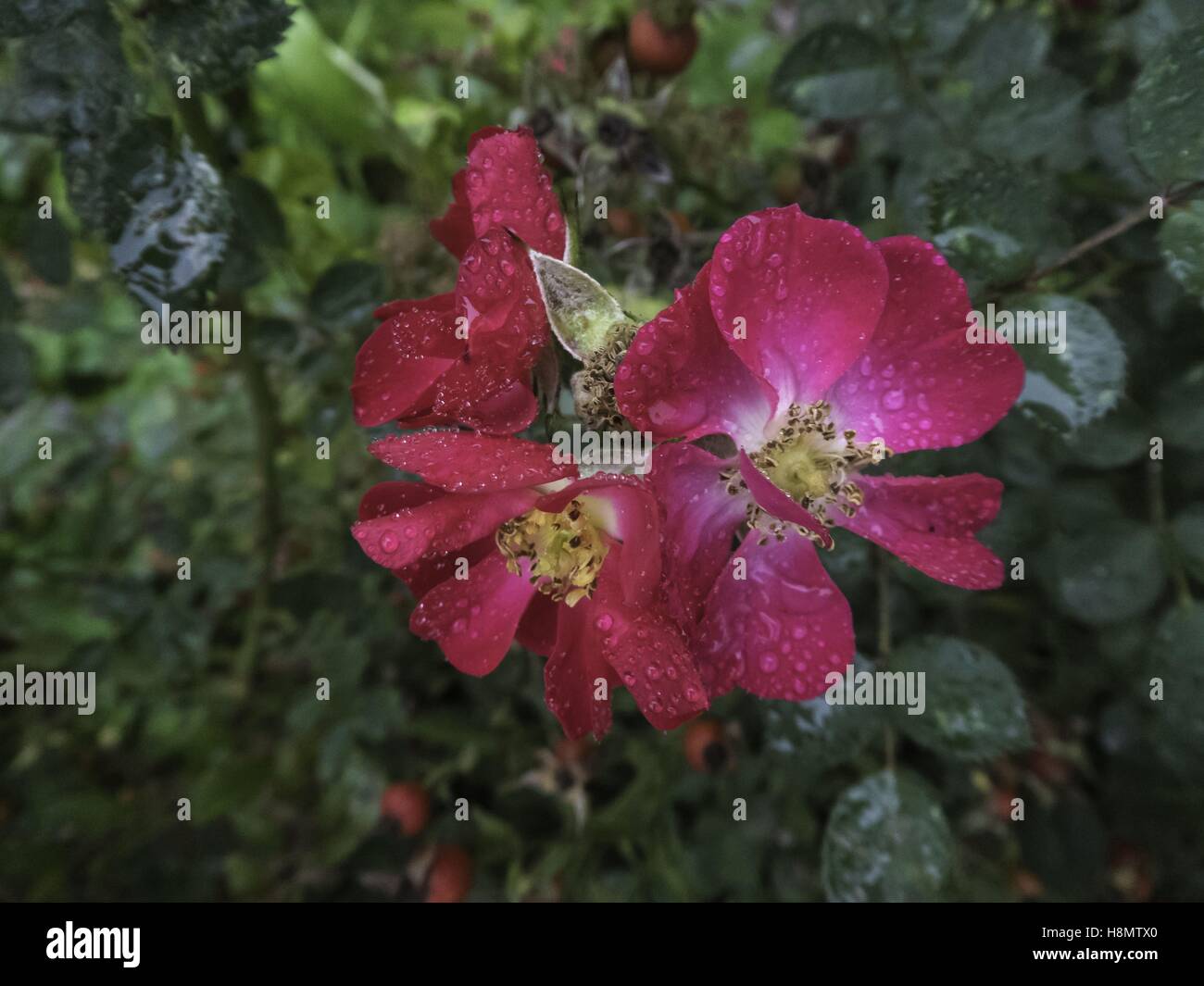 rose in rain, october 2016 | usage worldwide Stock Photo - Alamy