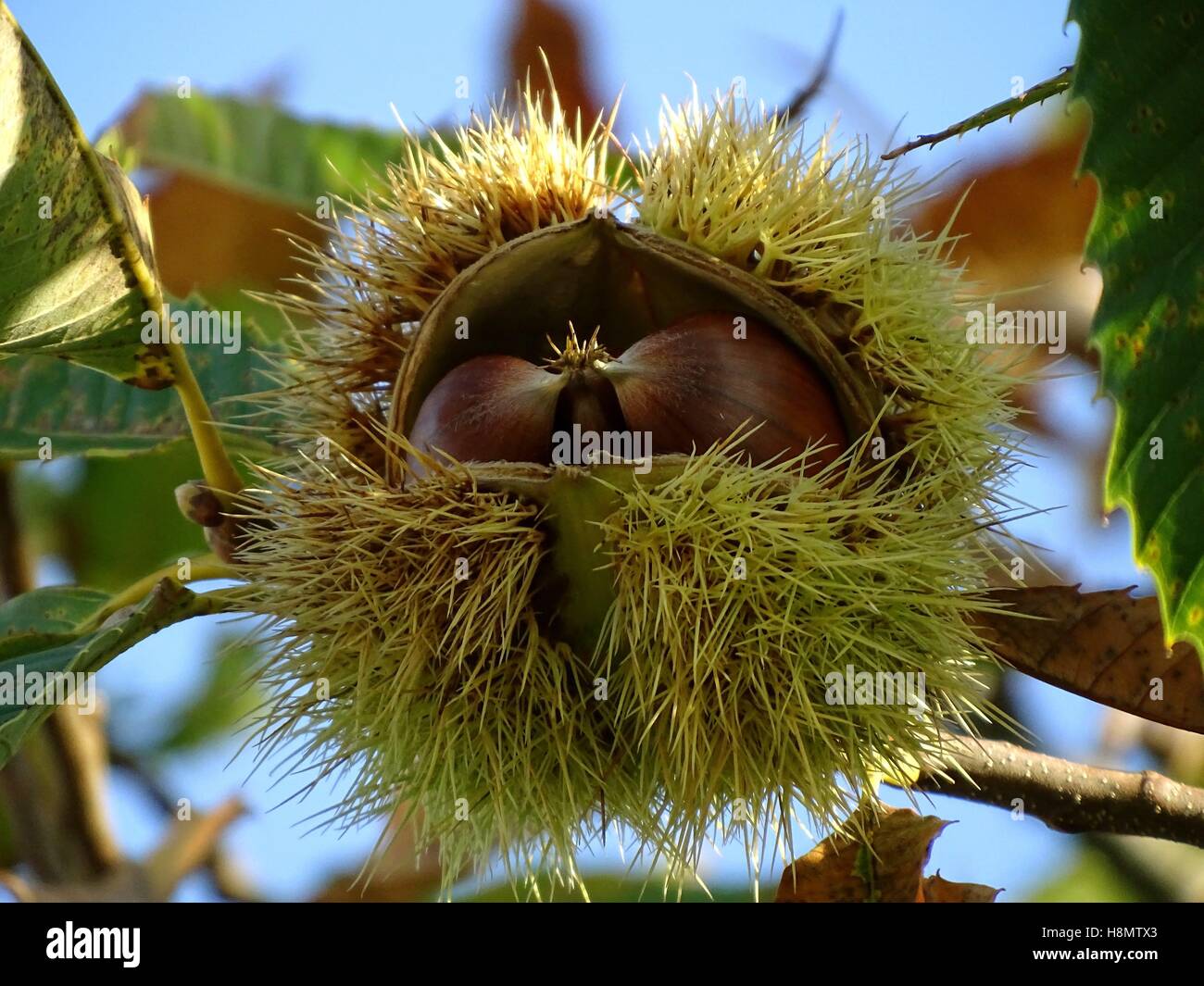 The Edible Chestnut in her natural skin Photo 10/09/2016 lat. Castanea ...