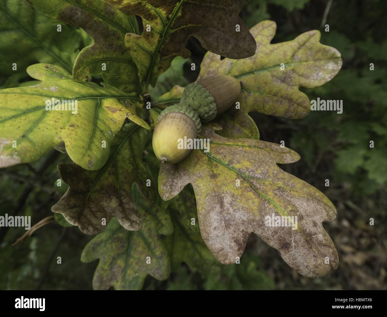 acorns on oak tree, october 2016 | usage worldwide Stock Photo - Alamy