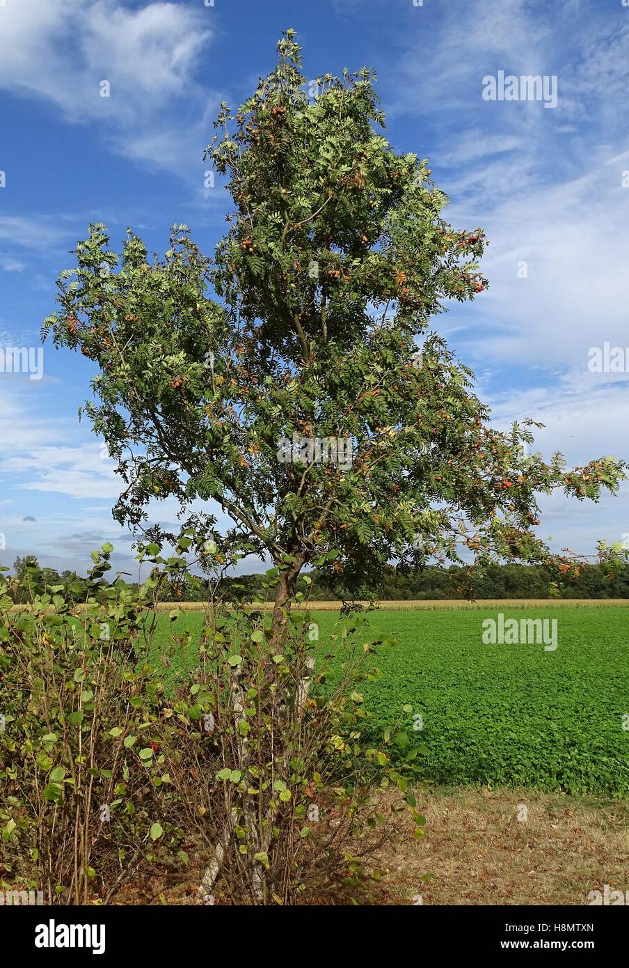 The Speierling Tree of the Year 1993 Photo 09/29/2016 lat. Sorbus ...