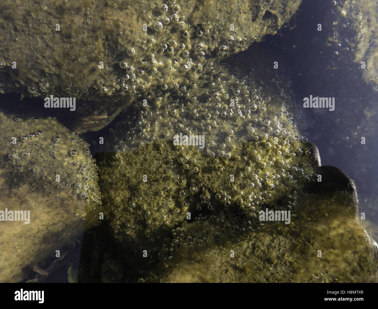 oxygen production of algae, september 2016 | usage worldwide Stock ...