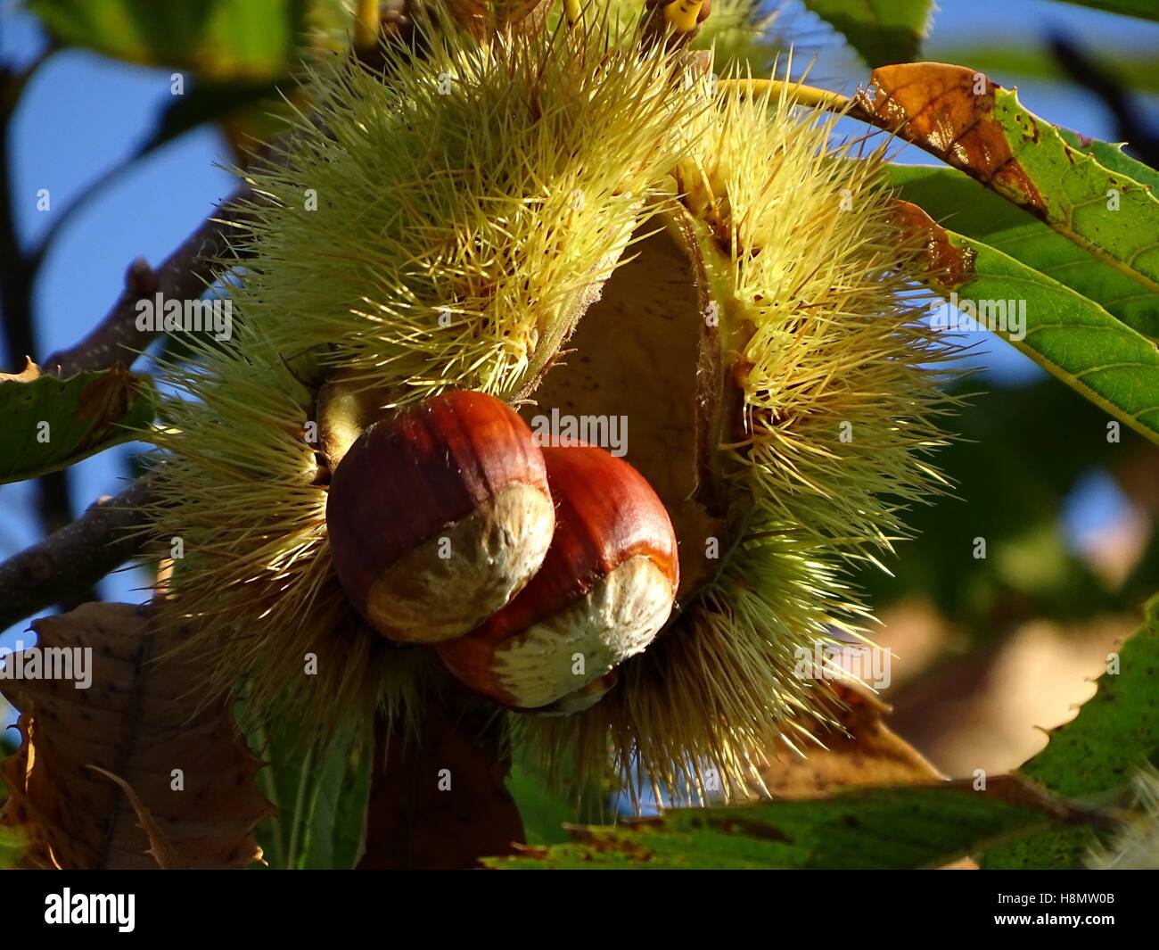 The Edible Chestnut in her natural skin Photo 10/09/2016 lat. Castanea ...