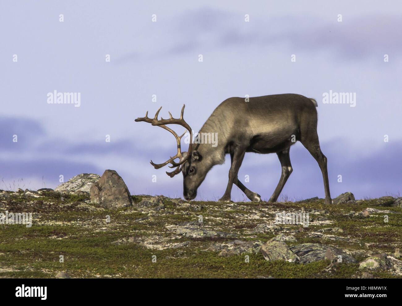 Reindeer on Varanger peninsula, august 2016 | usage worldwide Stock ...