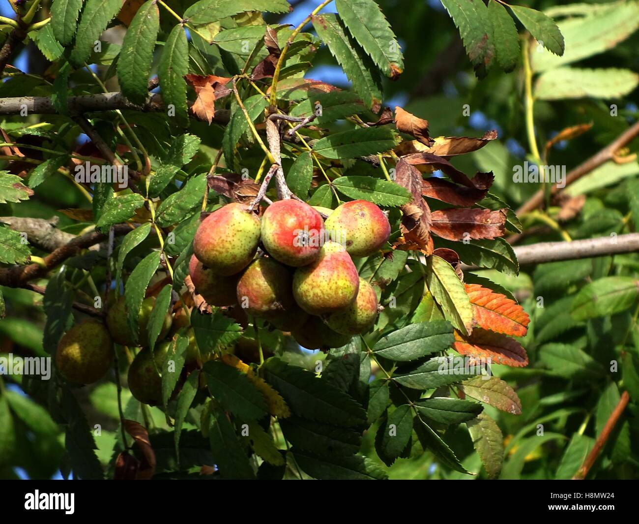 The Speierling Fruits on the Tree Photo 09/29/2016 lat. Sorbus ...