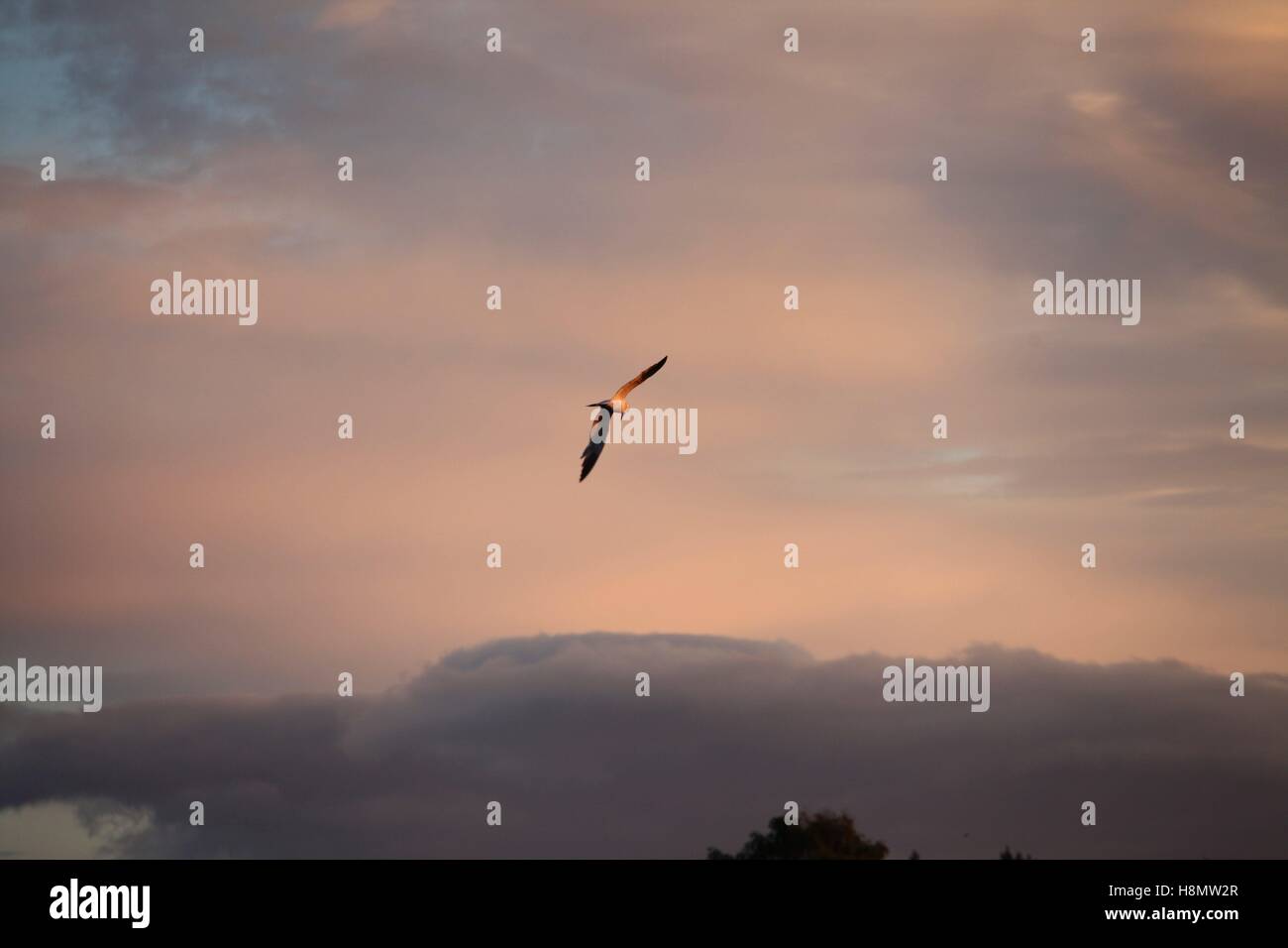 A sea swallow flies over the Baltic Sea at Kristianopel (Karlskrona ...