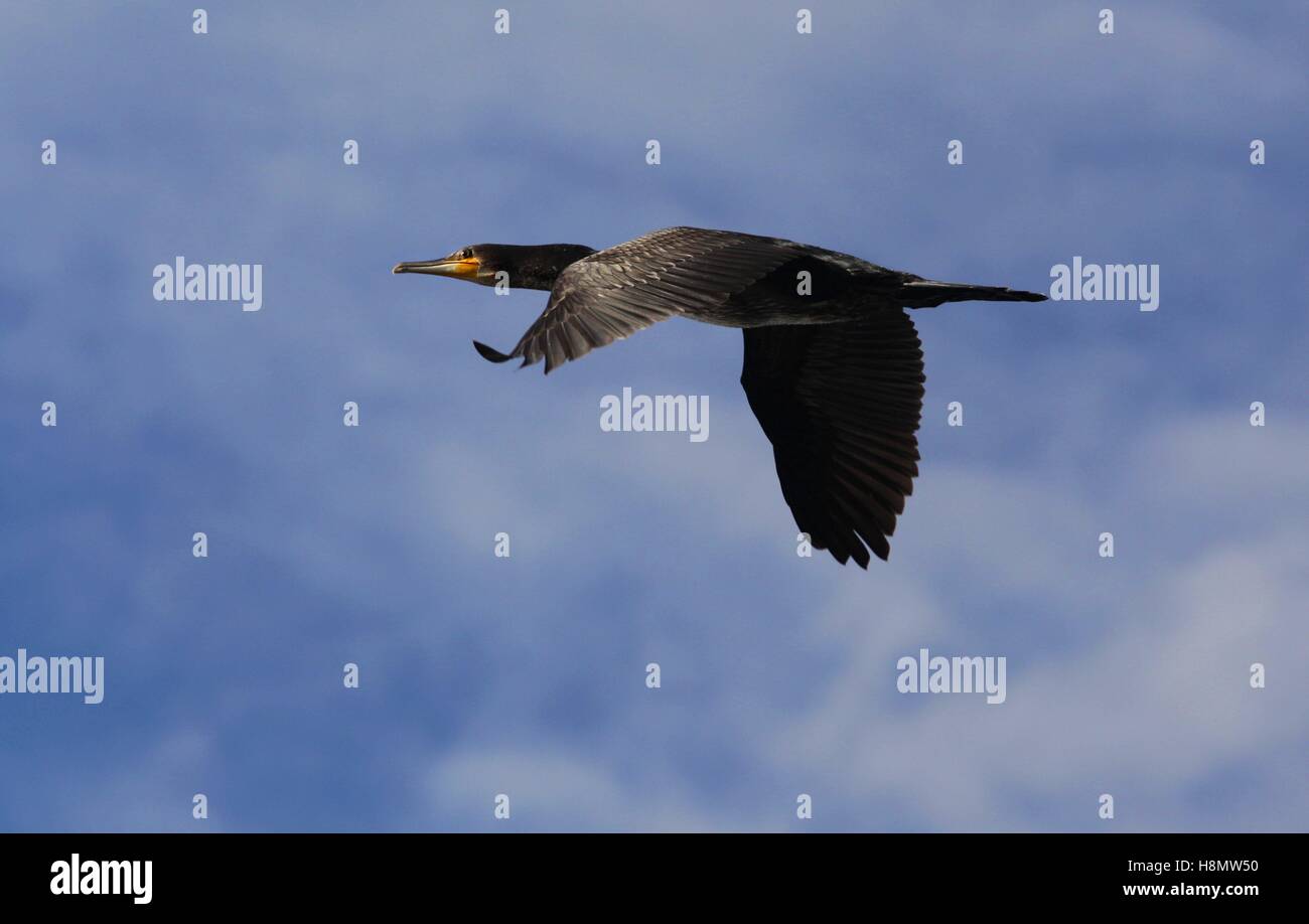 A cormorant flies over the Baltic Sea at Kristianopel (Karlskrona ...