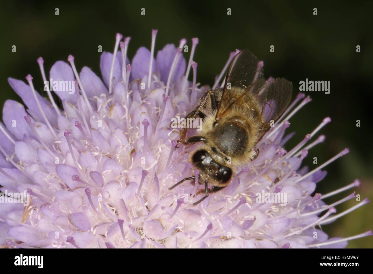 Field widow flower knautia arvensis hi-res stock photography and images ...
