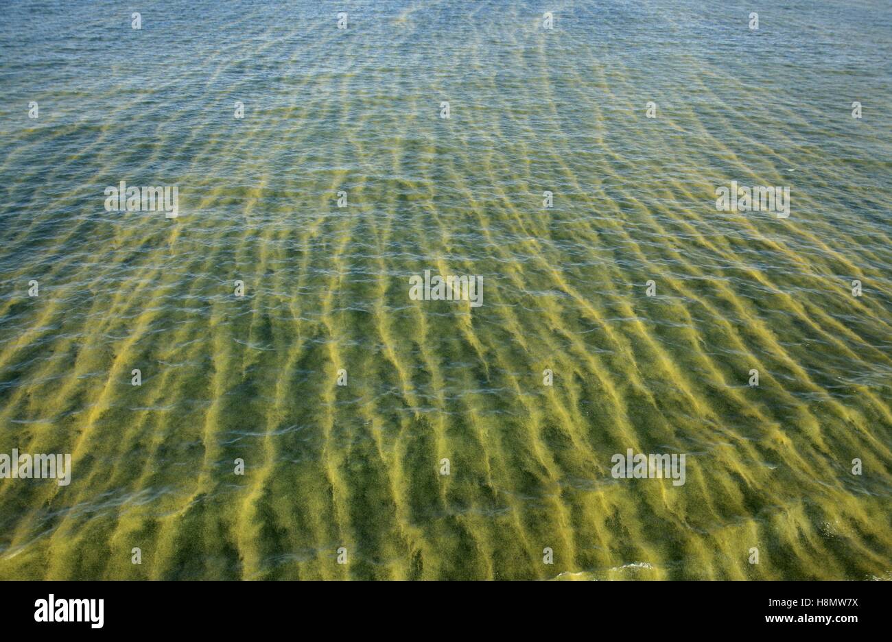 Blue algae floating in the Baltic sea between the German island of ...