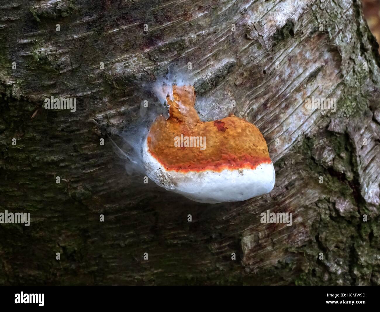 Disease Birch Stock Photos & Disease Birch Stock Images - Alamy