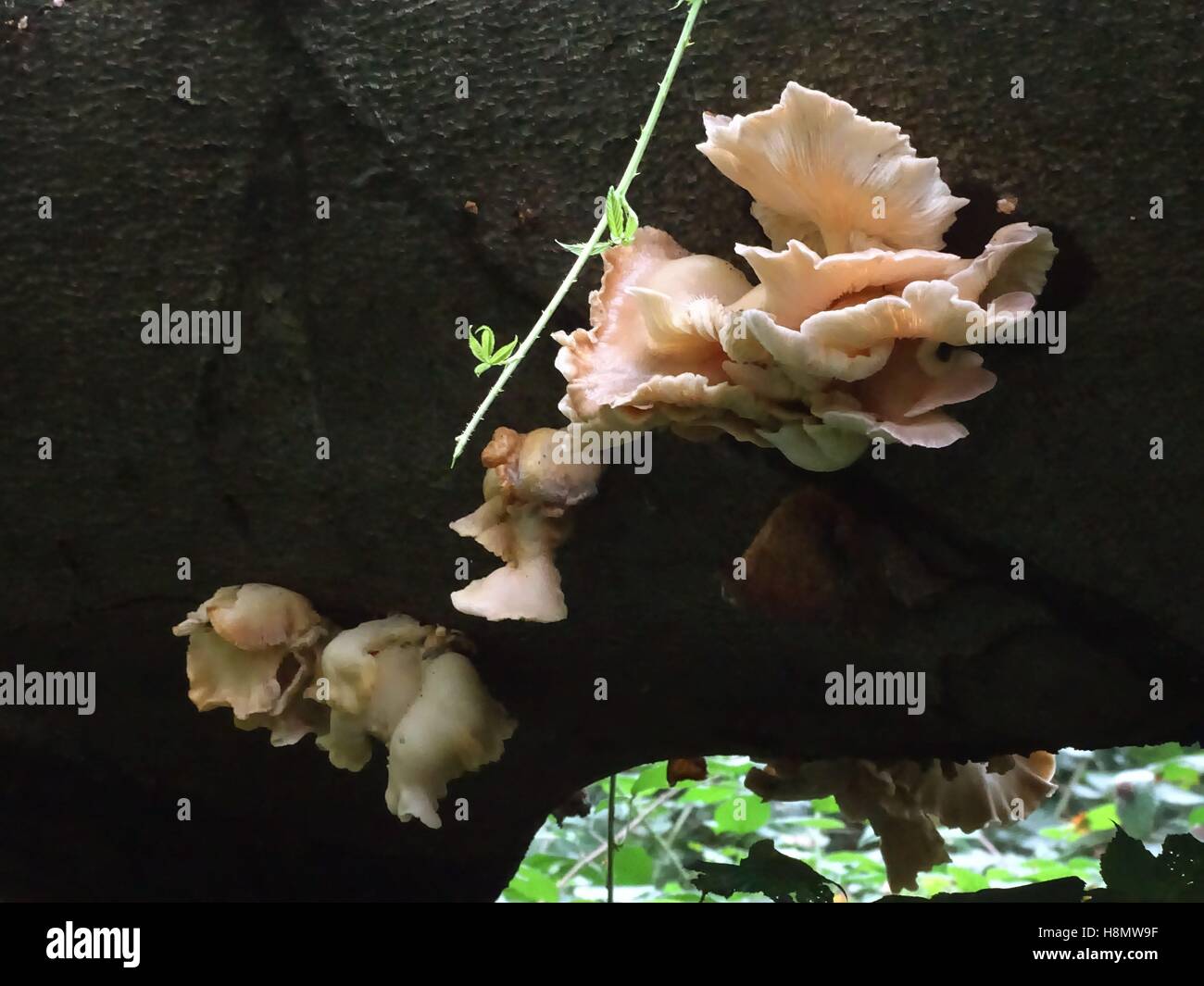 The Sheep s Head Fungus on the Beech-tree Photo 10/23/2016 lat. Fagus ...