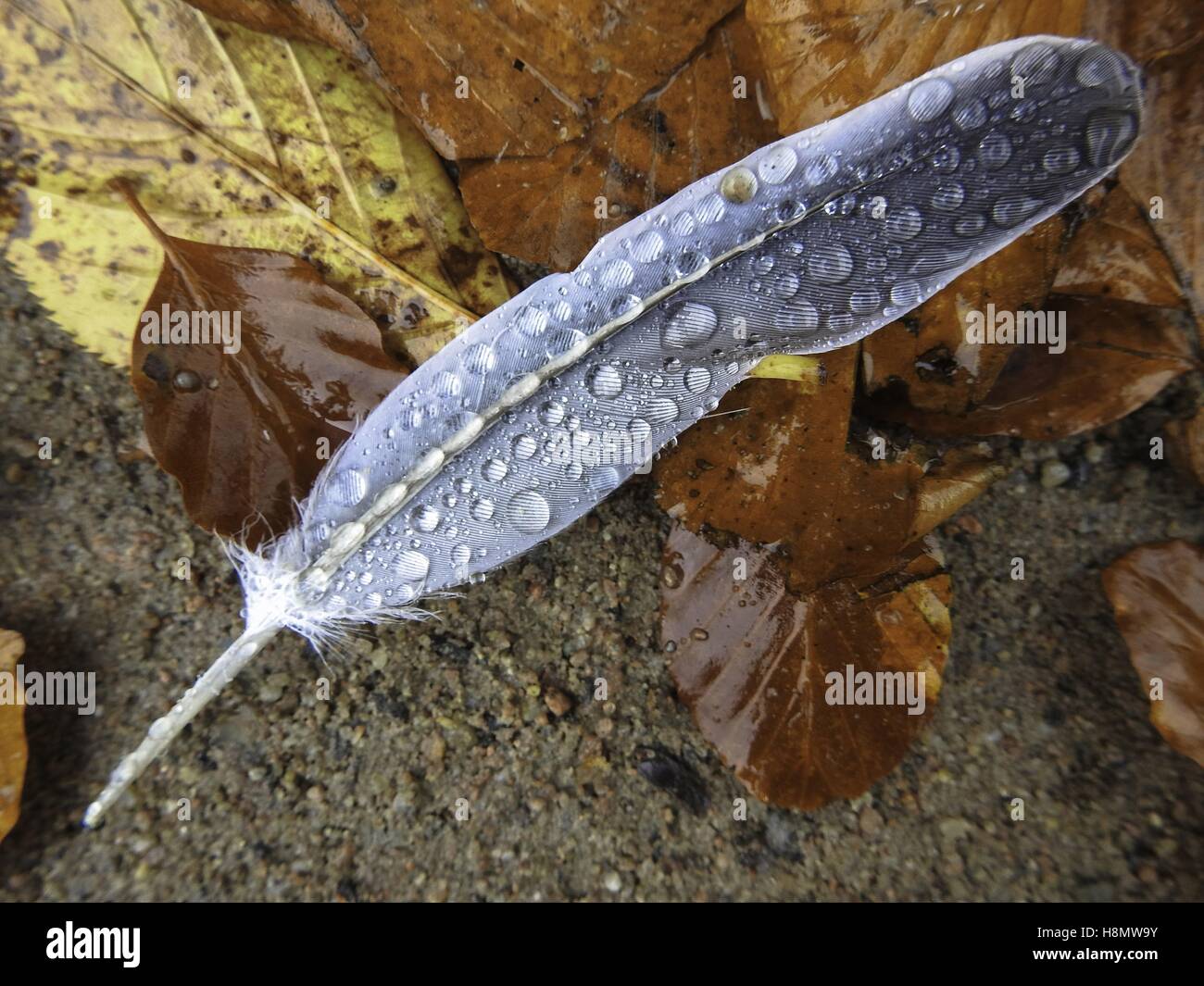 Water feater hi-res stock photography and images - Alamy