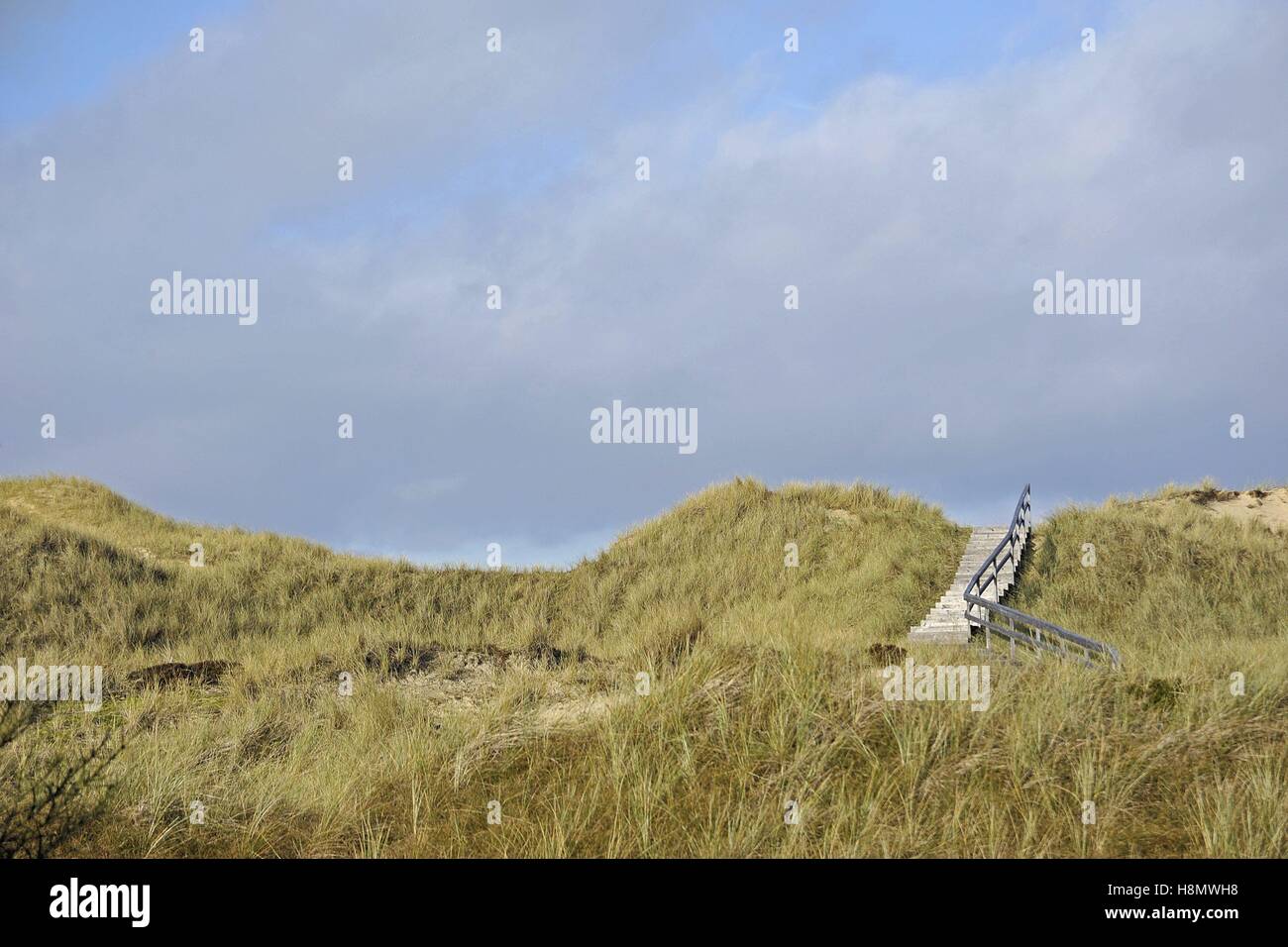Wooden staircase of a boardwalk at the grass covered border of a dune ...