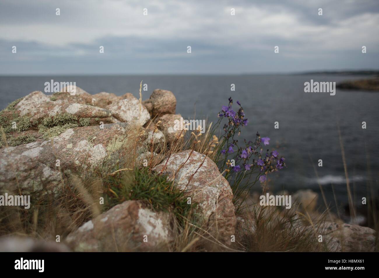 Flowers are growing on rocks east of the city of Gudhjem at the ...
