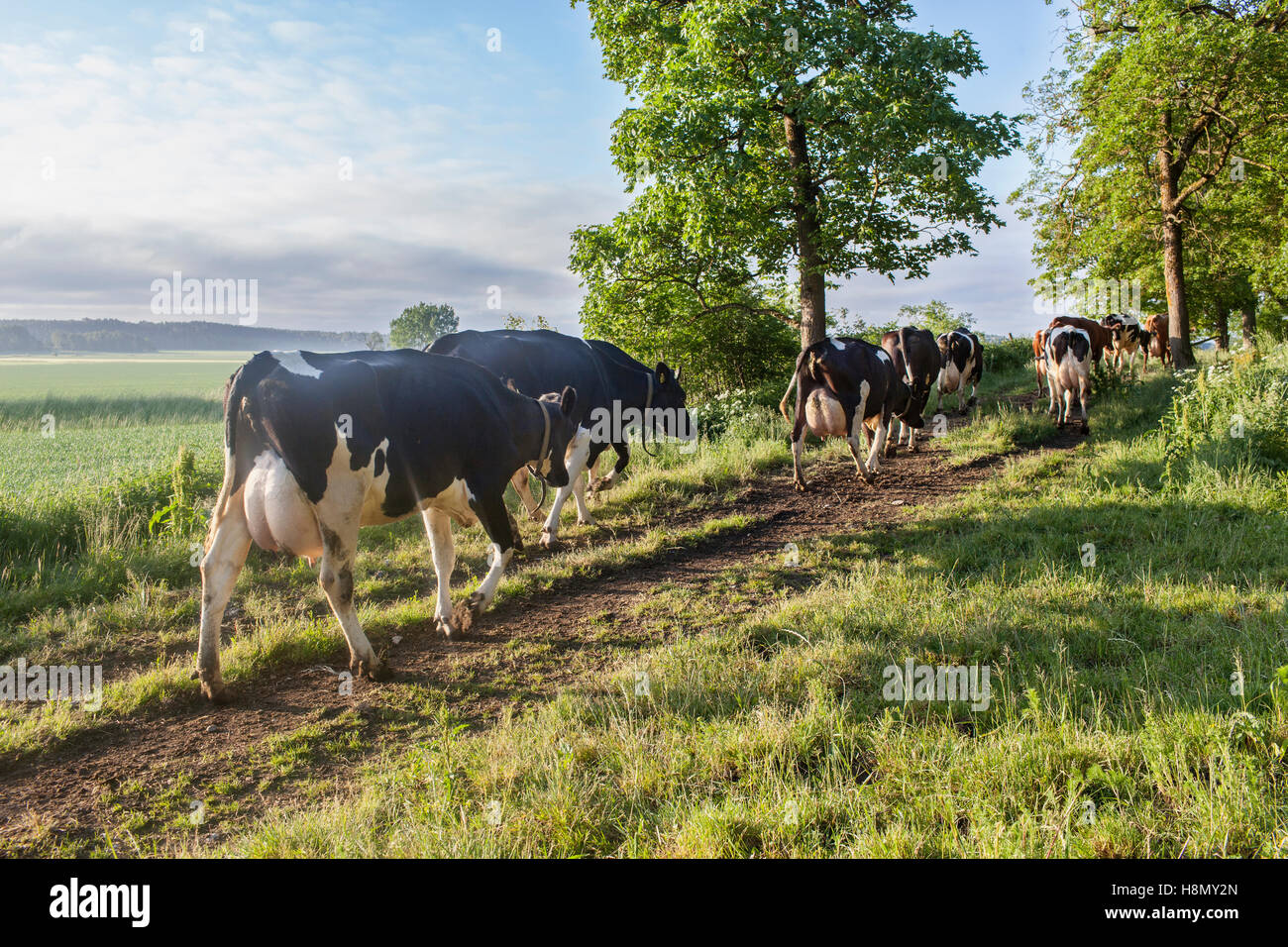 Cow grassy field sky cloud sky hi-res stock photography and images - Alamy