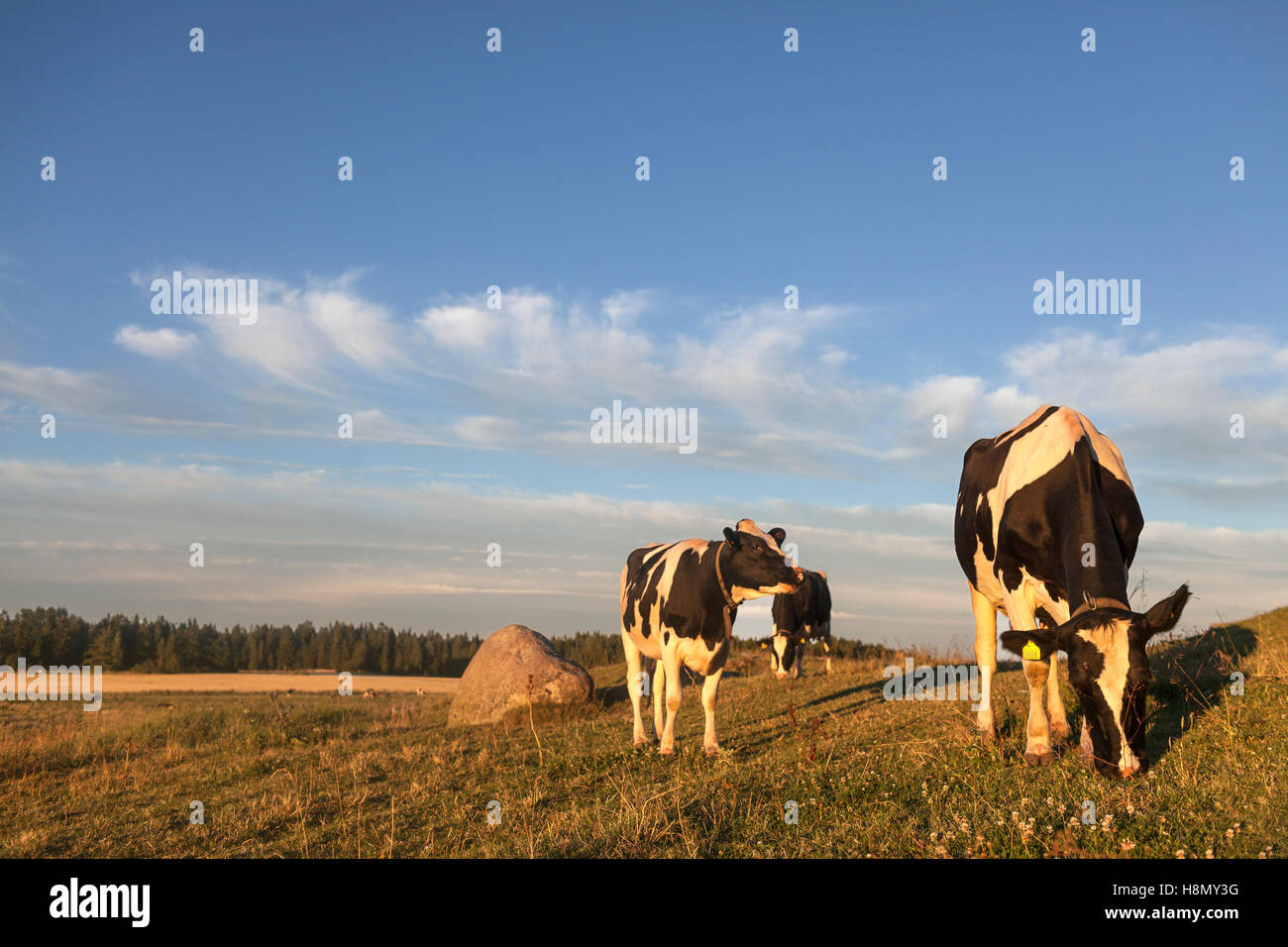 Field full of cows hi-res stock photography and images - Alamy