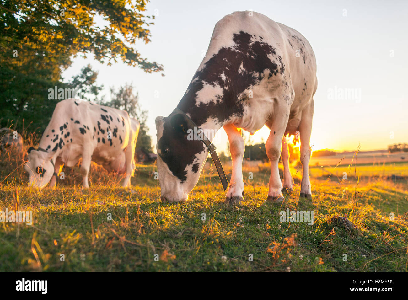 Field full of cows hi-res stock photography and images - Alamy