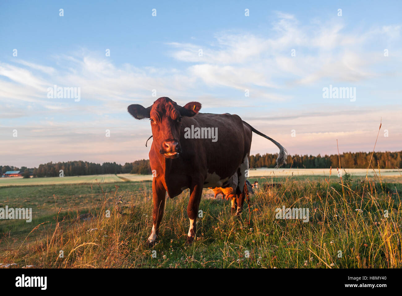 Cow (Bos taurus) grazing in field Stock Photo - Alamy