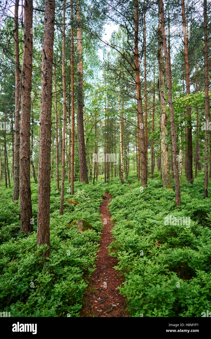 Forest in daytime hi-res stock photography and images - Alamy