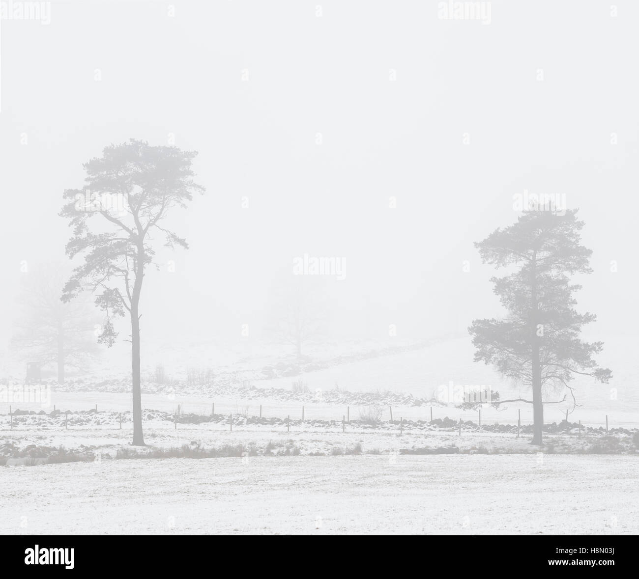 Fog landscape with trees hi-res stock photography and images - Alamy