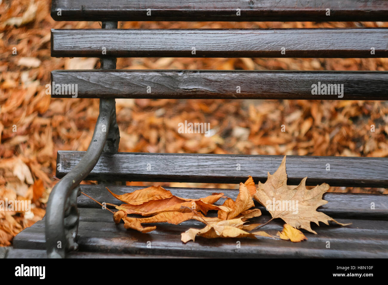 Autumn leaves on bench background Stock Photo - Alamy