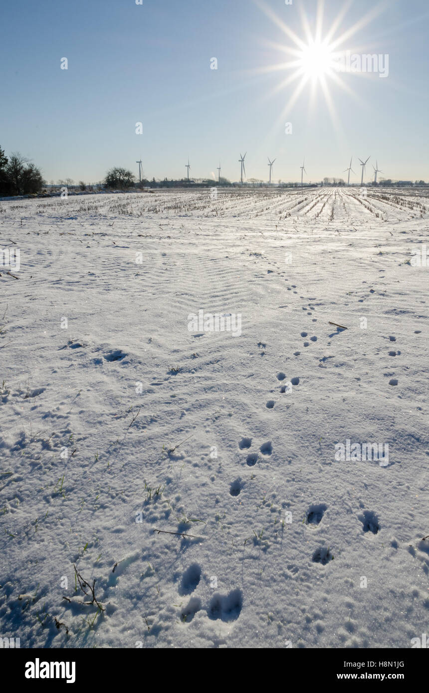Rabbit spoor hi-res stock photography and images - Alamy