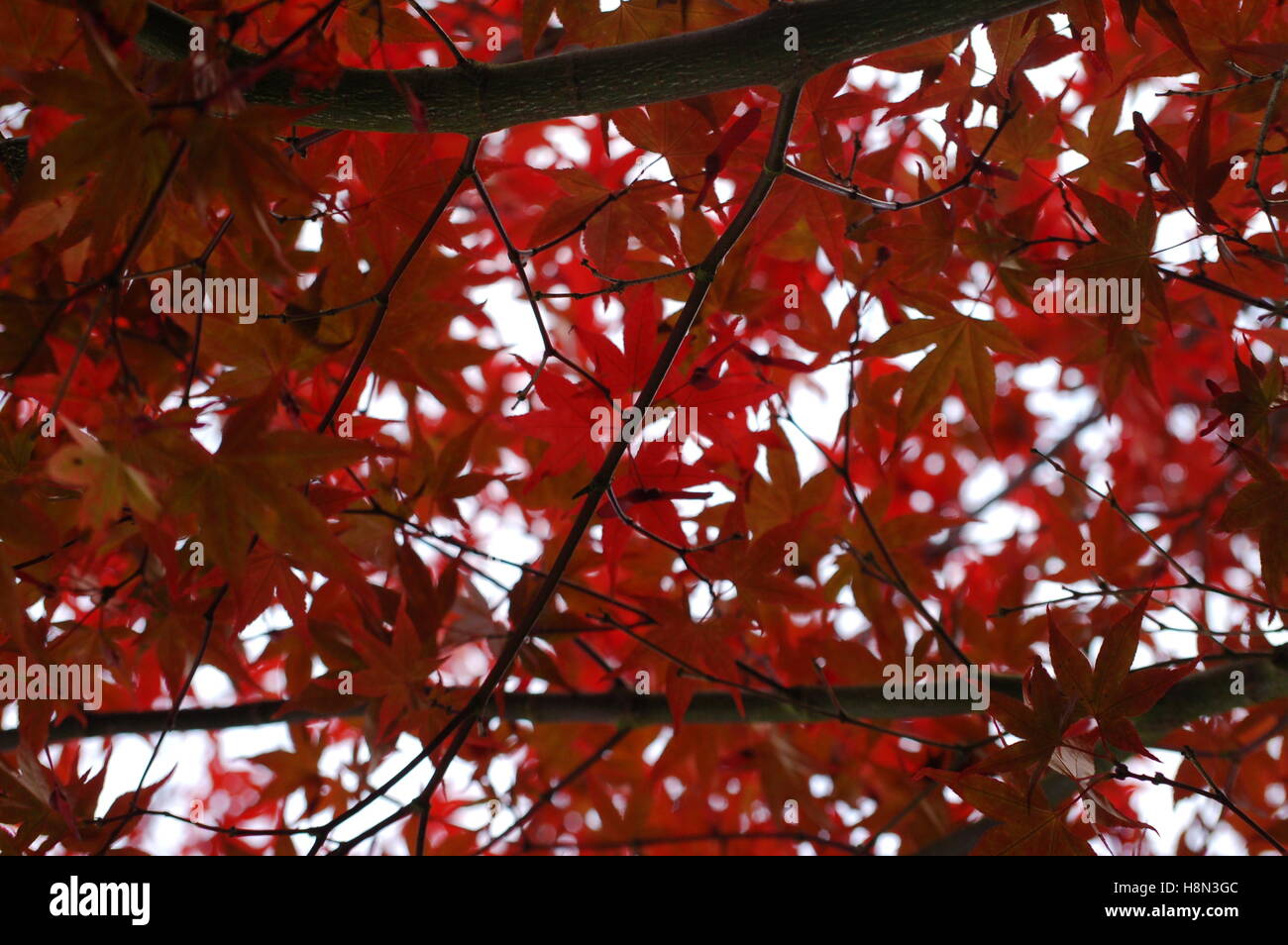 Acer / Red Maple Red Autumn Stock Photo - Alamy