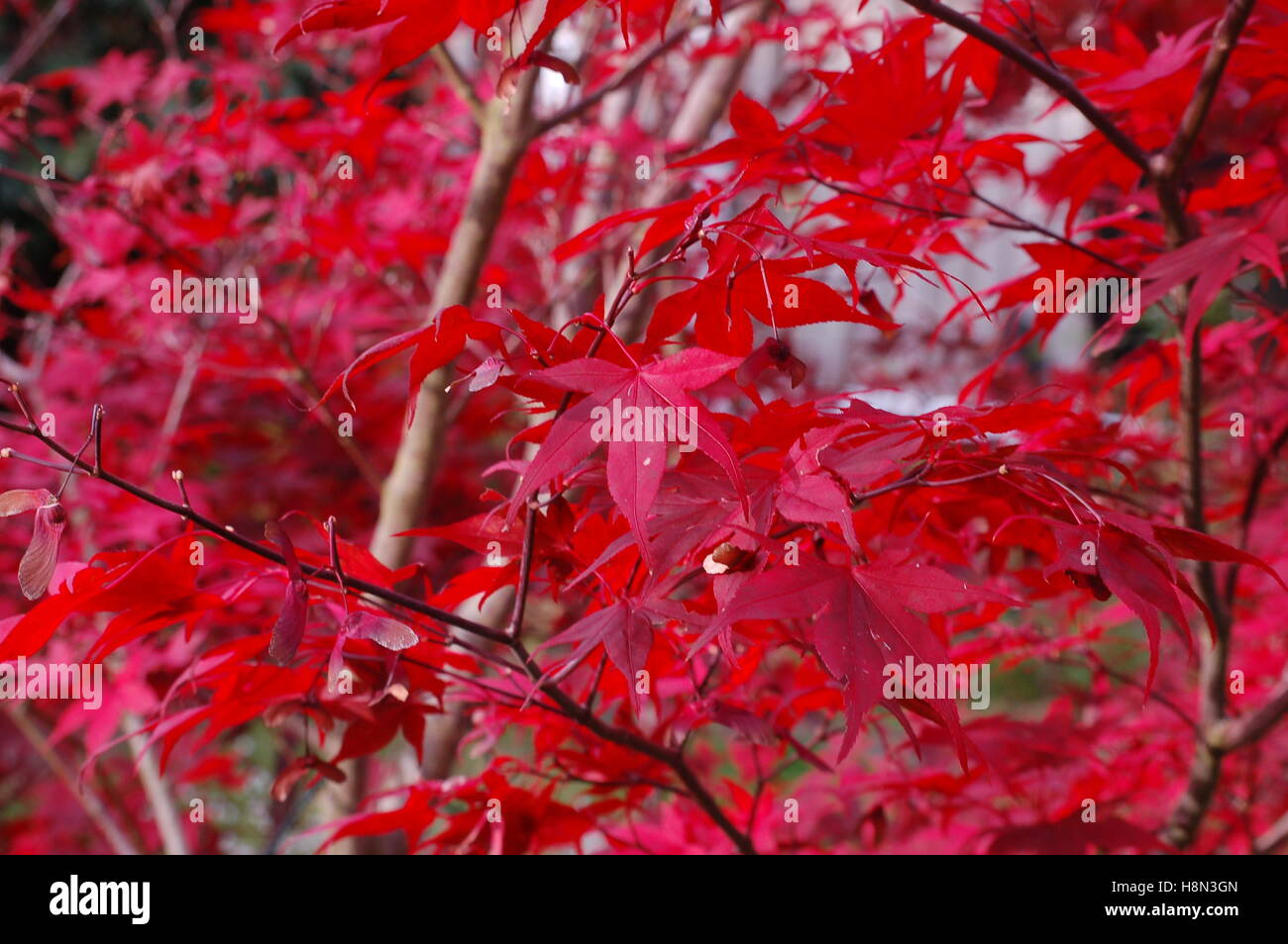 Acer / Red Maple Red Autumn Stock Photo - Alamy
