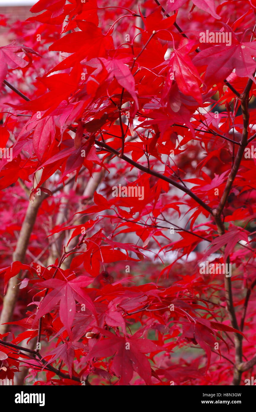 Acer / Red Maple Red Autumn Stock Photo - Alamy