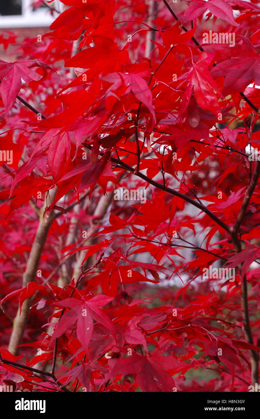 Red maple tree winter hi-res stock photography and images - Alamy