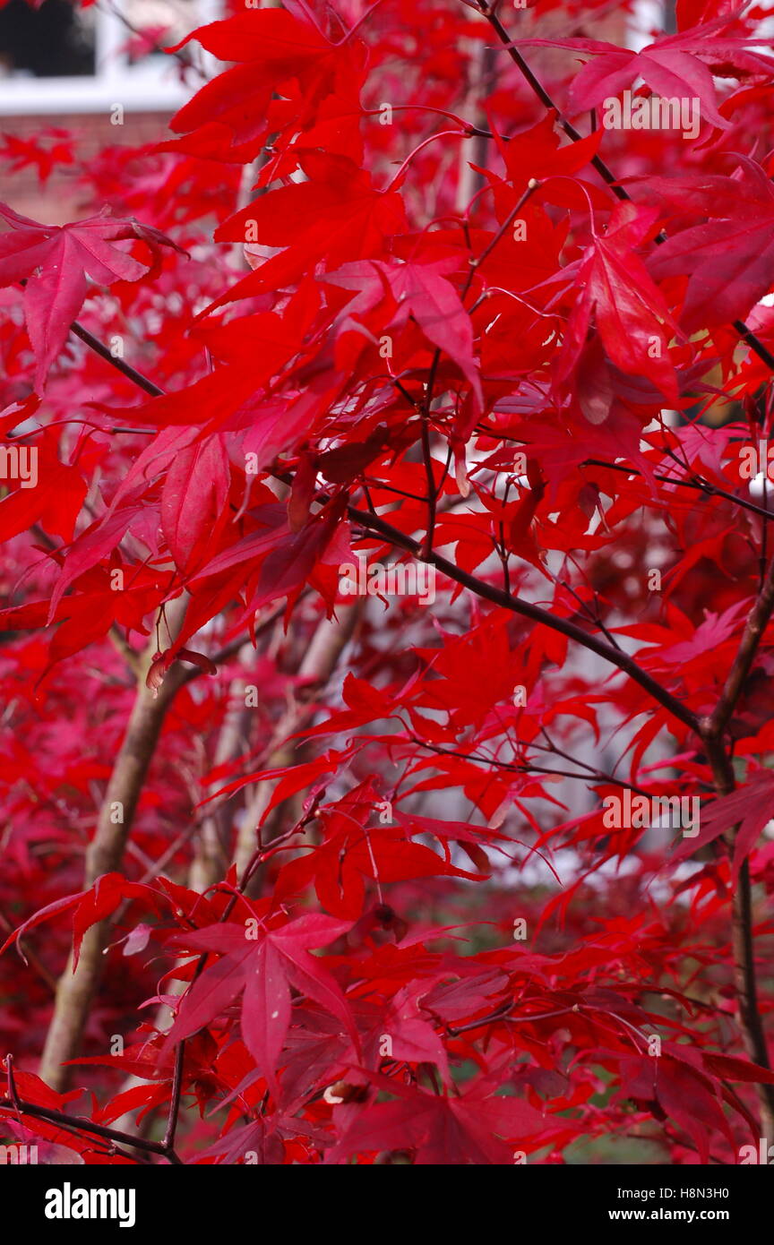 Red maple and beautiful home hi-res stock photography and images - Alamy