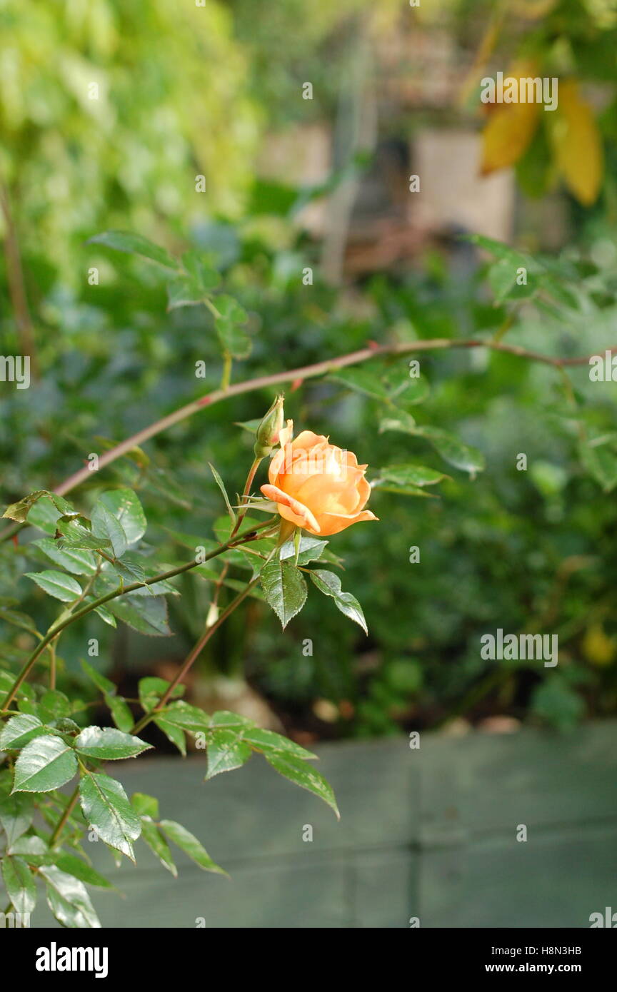 Peach rose light hi-res stock photography and images - Alamy