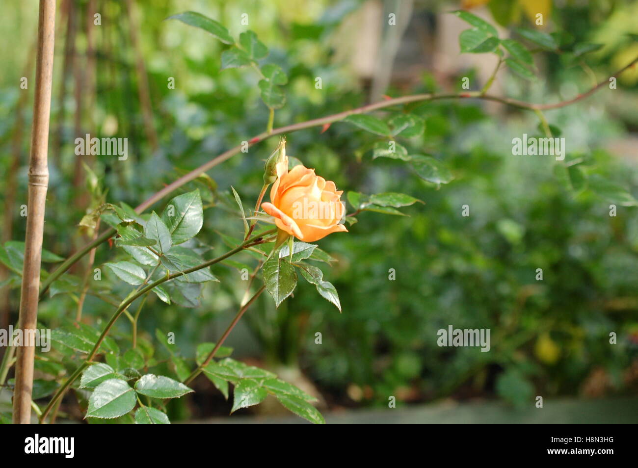 Peach rose hi-res stock photography and images - Alamy