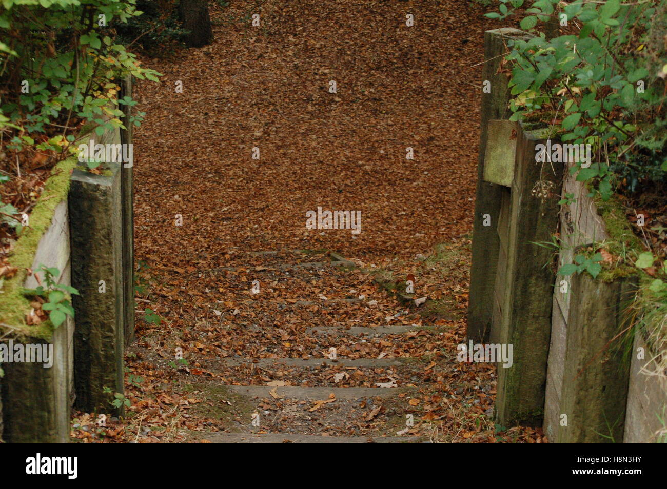 Forrest pathway hi-res stock photography and images - Alamy