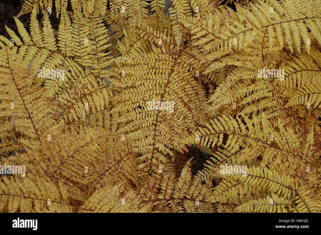 Yellow orange fern leaves hi-res stock photography and images - Alamy