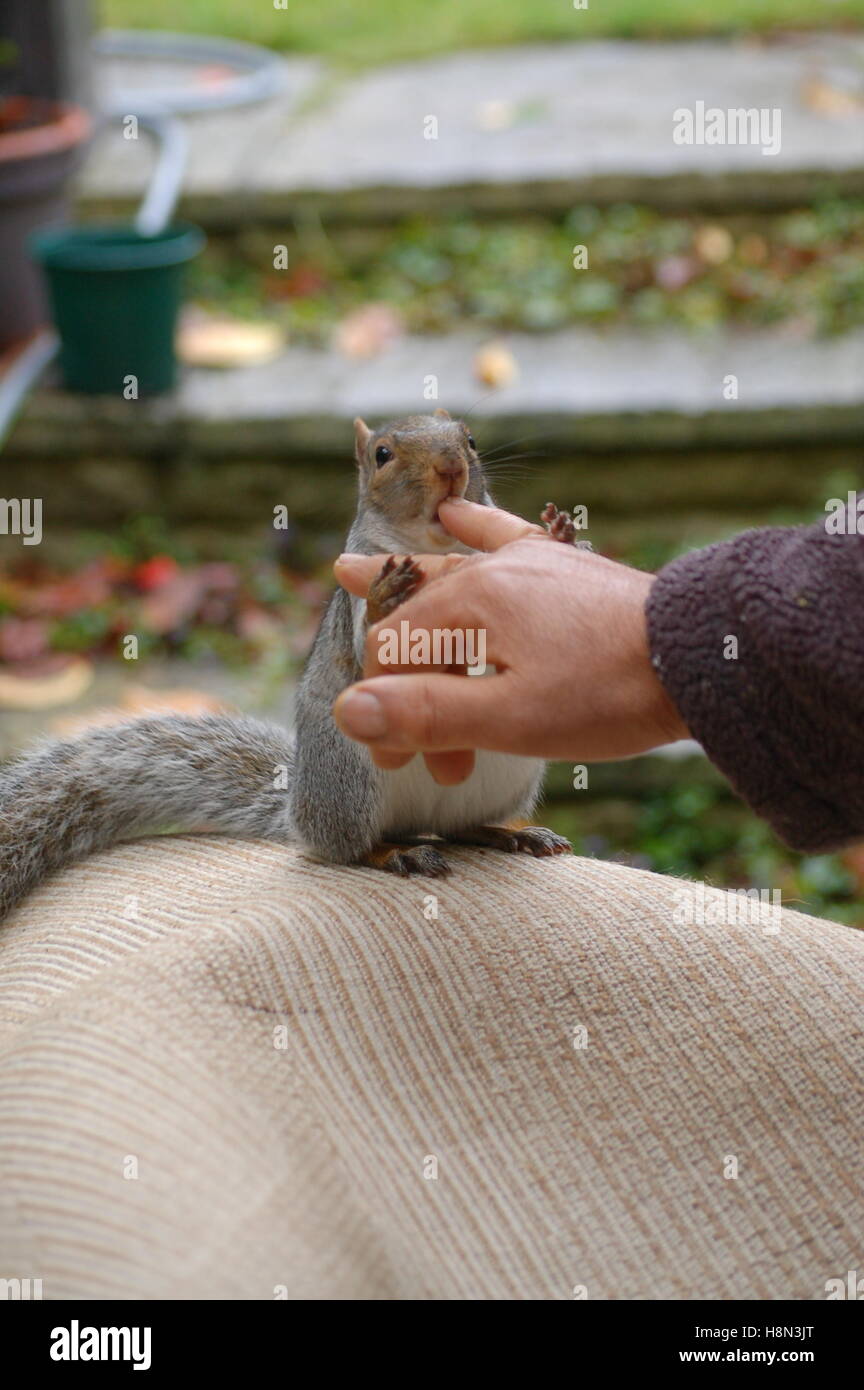 Friendly Squirrel coming to the house for food Stock Photo - Alamy